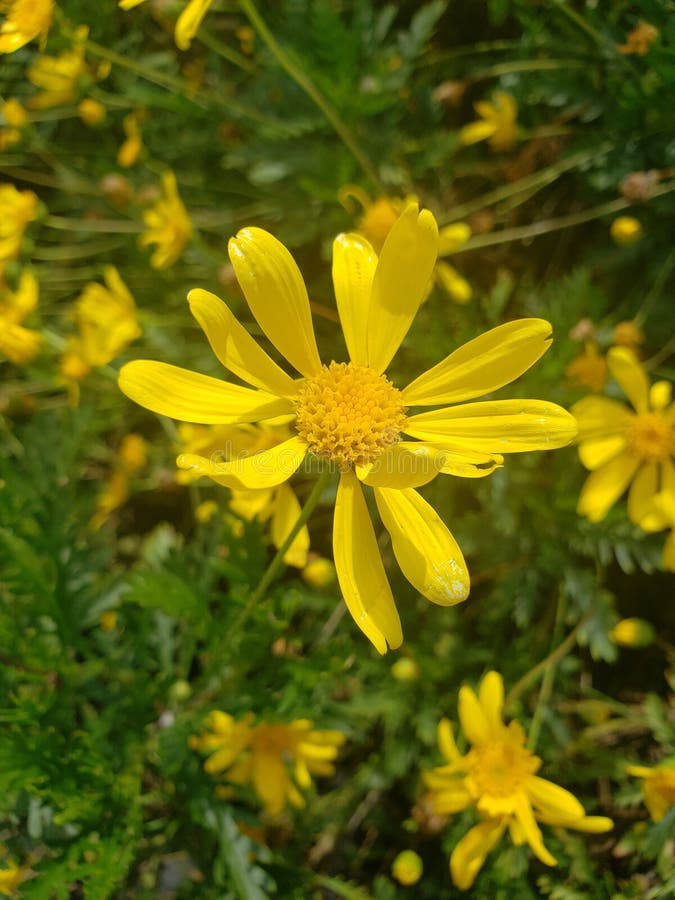 Broken Yellow Daisy Wildflowers Stock Image - Image of daisy, garden ...