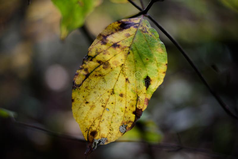 A Broken Yellow Leaf Against Dark Blurred Background in Deep for Stock ...