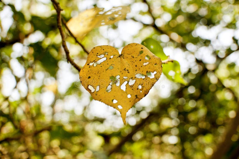 Broken yellow leaf in fall stock photo. Image of broken - 103643760