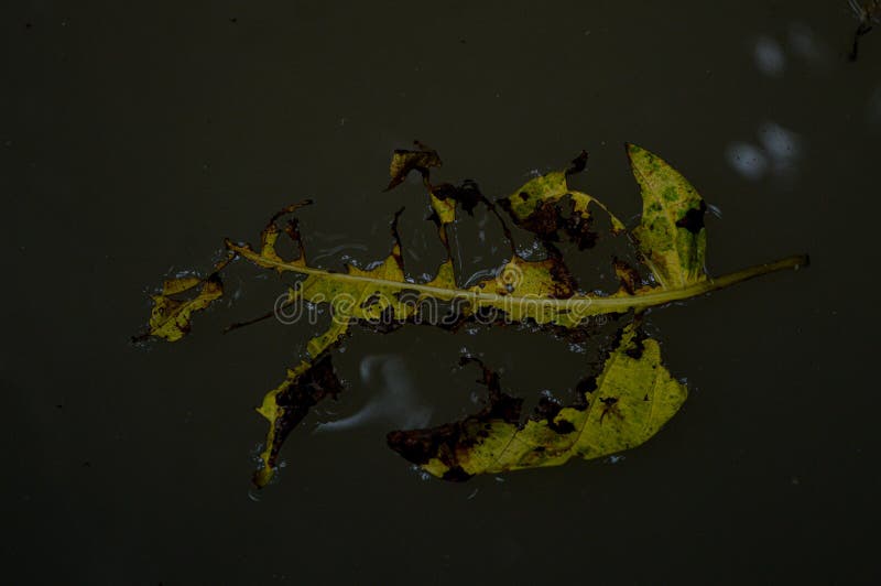 Broken Yellow Leaves on the Water Stock Photo - Image of darkness ...