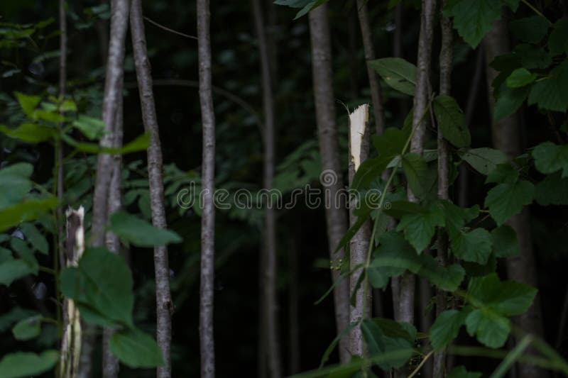 Broken Young Trees in the Forest. Broken Young Shrub in the Forest ...