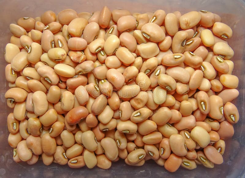 Brola Beans on container stock image. Image of cuisine - 226769787