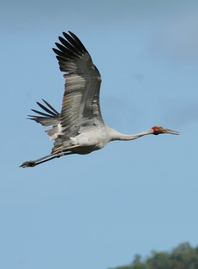 Brolga stock image. Image of crane, brolga, flight, dance - 14595631