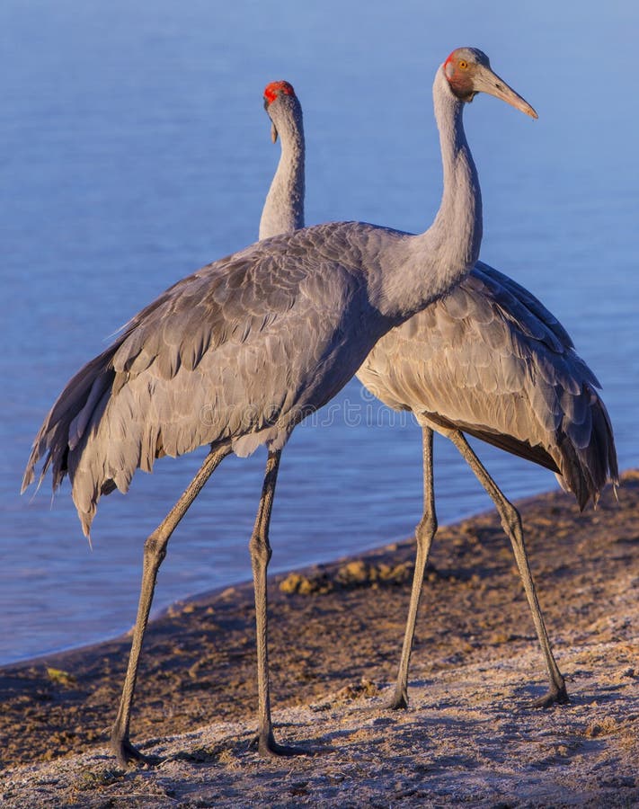 Brolga stock image. Image of love, travel, australian - 50181403