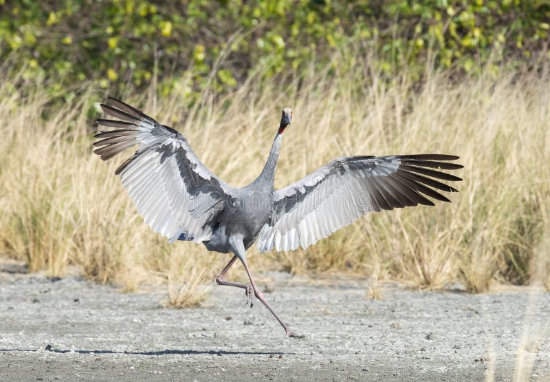 Brolga Dancing in Northern Australia. Stock Photo - Image of grey ...