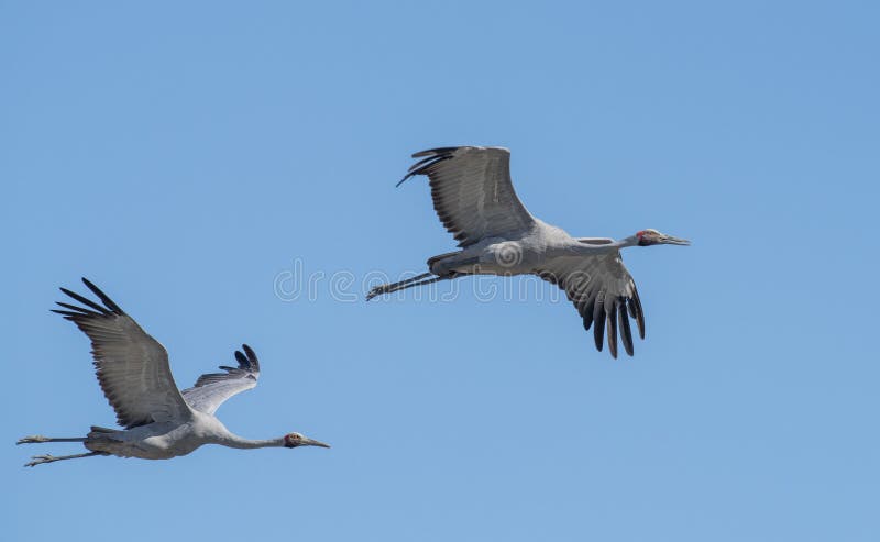 Two Brolga in flight stock photo. Image of crane, grey - 285282730