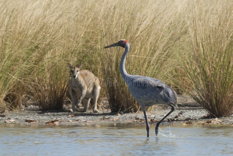A Brolga in a Lagoon stock photo. Image of brolga, bird - 161030710