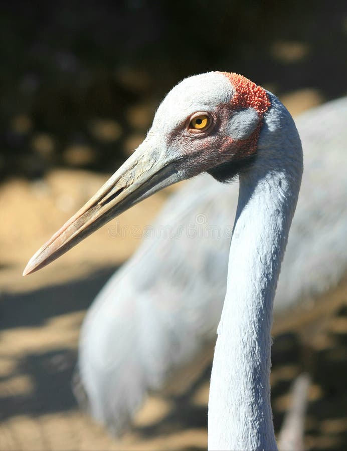 Brolga stock photo. Image of brolga, white, focused, large - 97120976