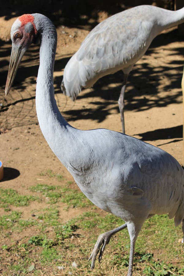 Brolga stock image. Image of neck, white, beak, large - 97121003