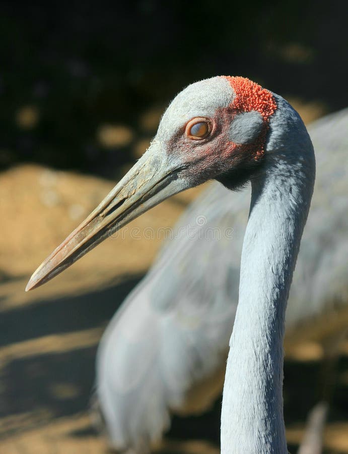 Brolga stock image. Image of cream, brolga, focus, neck - 97120841