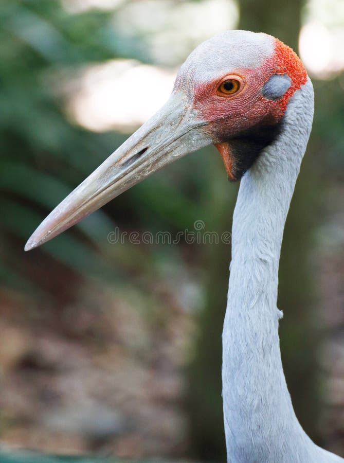 240 Brolga Bird Stock Photos - Free & Royalty-Free Stock Photos from ...
