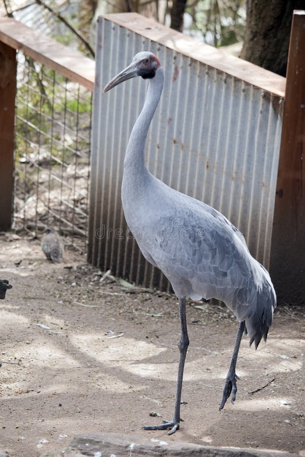 The Brolga is a Tall Grey Bird with a Black Chin and Red Stock Photo ...