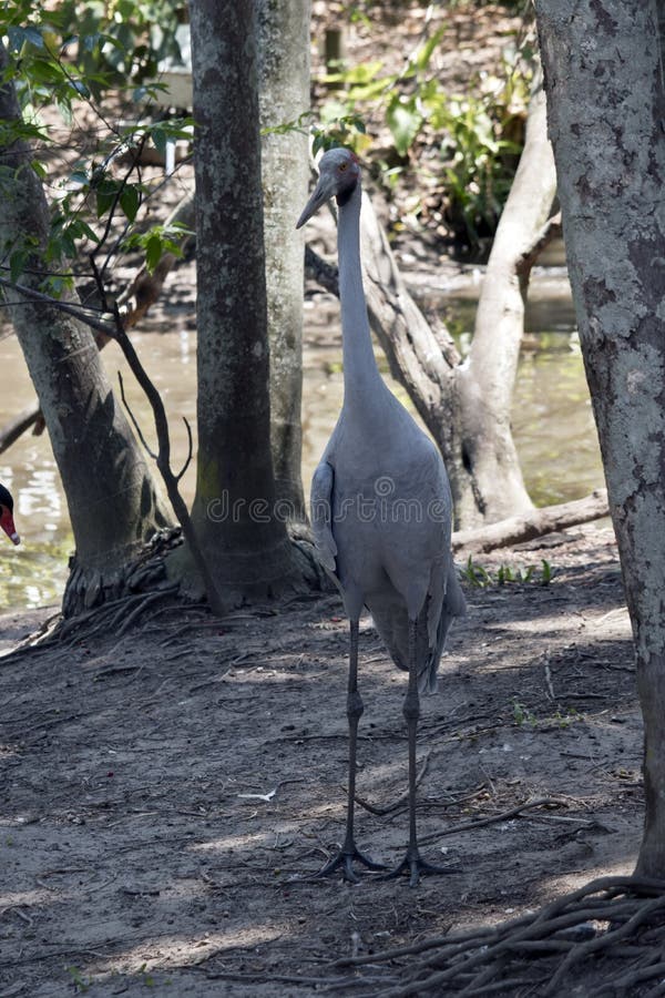 The Brolga is a Tall Grey Bird Stock Photo - Image of animal, bird ...