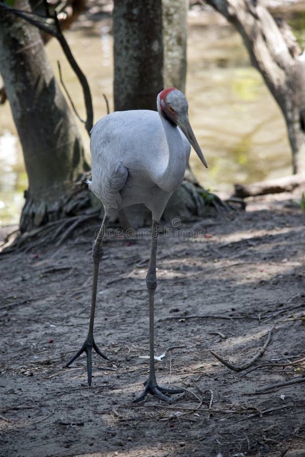 The Brolga is a Tall Grey Bird Stock Image - Image of feathers, brown ...