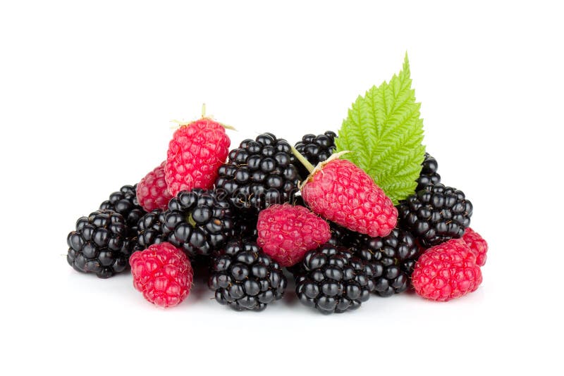 Brombeeren stockfoto. Bild von brombeeren, blätter, brombeersträucher ...