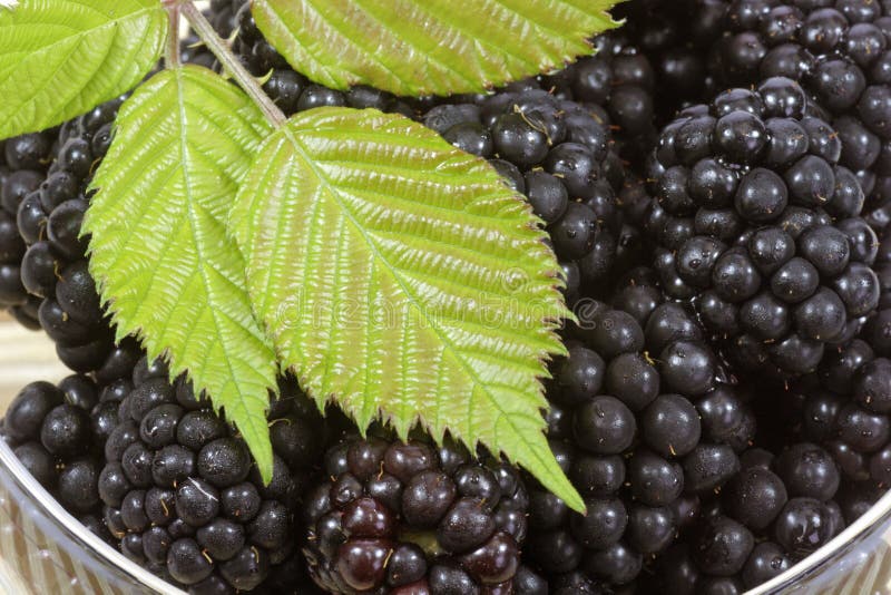 Frische Brombeeren in Einem Garten Stockbild - Bild von blatt, frisch ...