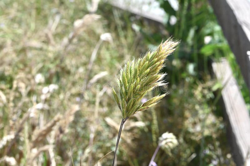 Brome Grass Bromus 4 Stock Image Image Of Dangerous 257086885