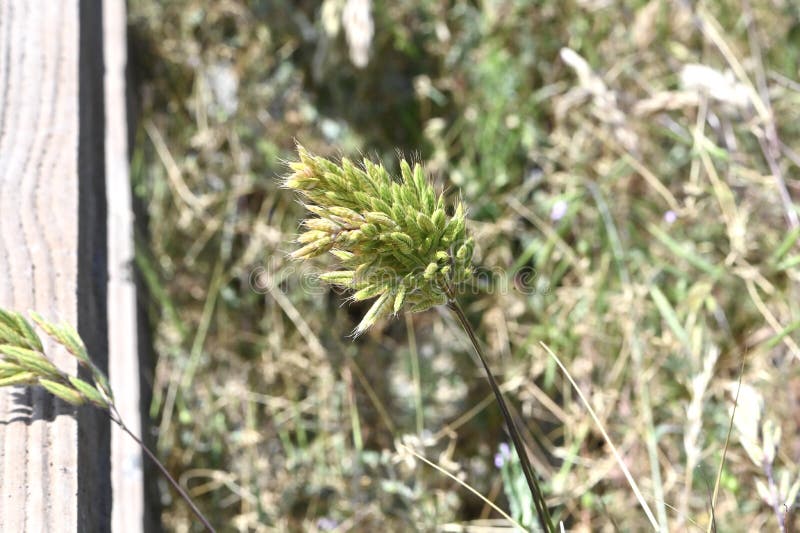 Brome Grass Bromus 1 Stock Image Image Of Value Nalthough 257086893