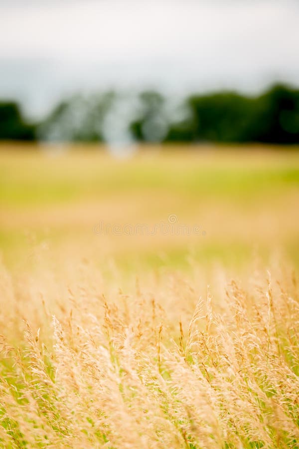 Brome hay field stock photo. Image of prairie, food, palatable - 74912392