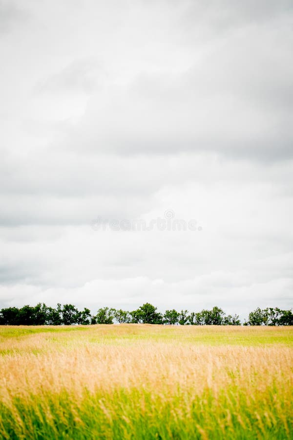 Brome Stock Photos - Download 251 Royalty Free Photos