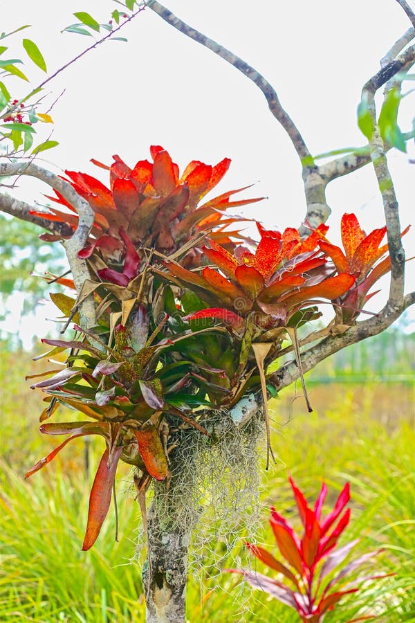 Bromelaid Red Petal Flower Tree Stock Photo - Image of tree, bromelaid ...