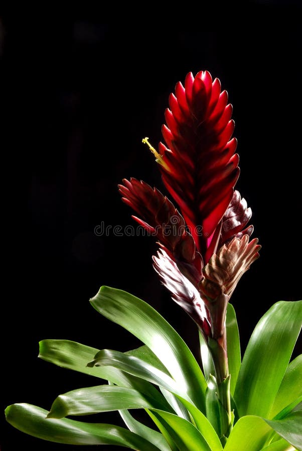 Bromeliad, Ananas Comosus, Pineapple Stock Photo - Image of flower ...