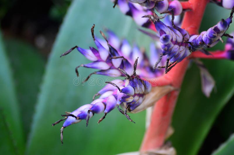 Bromelia stock foto. Afbeelding bestaande uit leuk, park - 87597808