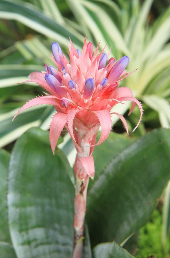 Bromelia, Aechmea-gamosepala Stock Foto - Image of plantkunde, blad ...