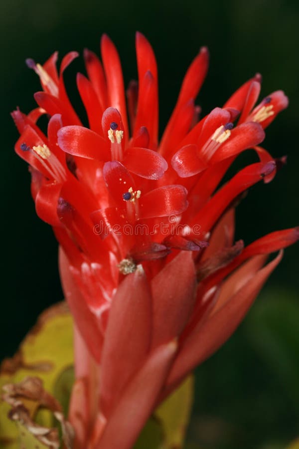 Bromelia stock image. Image of plant, production, bromelija - 5977413