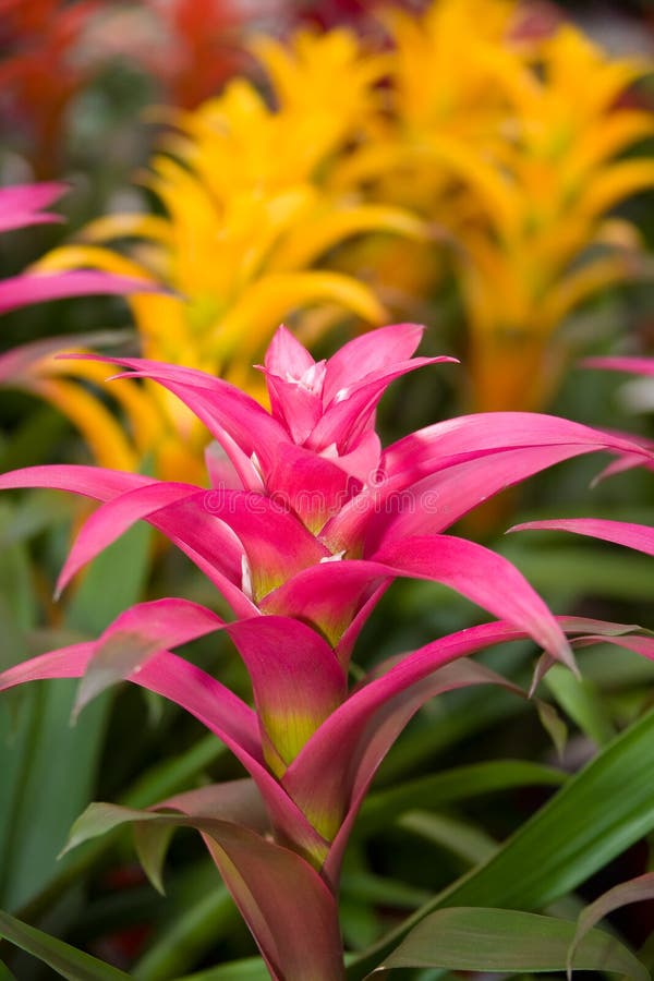 Bromelia stock image. Image of plant, production, bromelija - 5977413