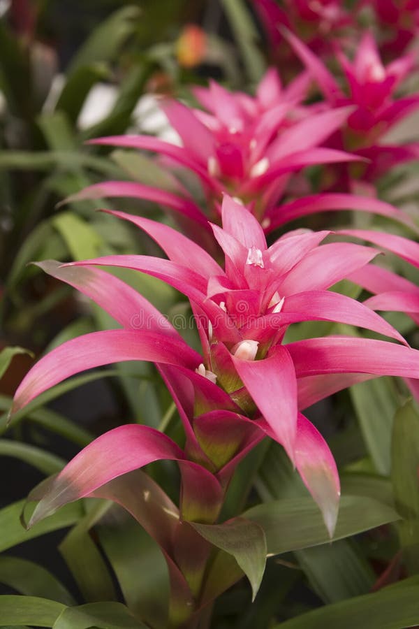 Bromelia flowers stock image. Image of color, beautiful - 11281329