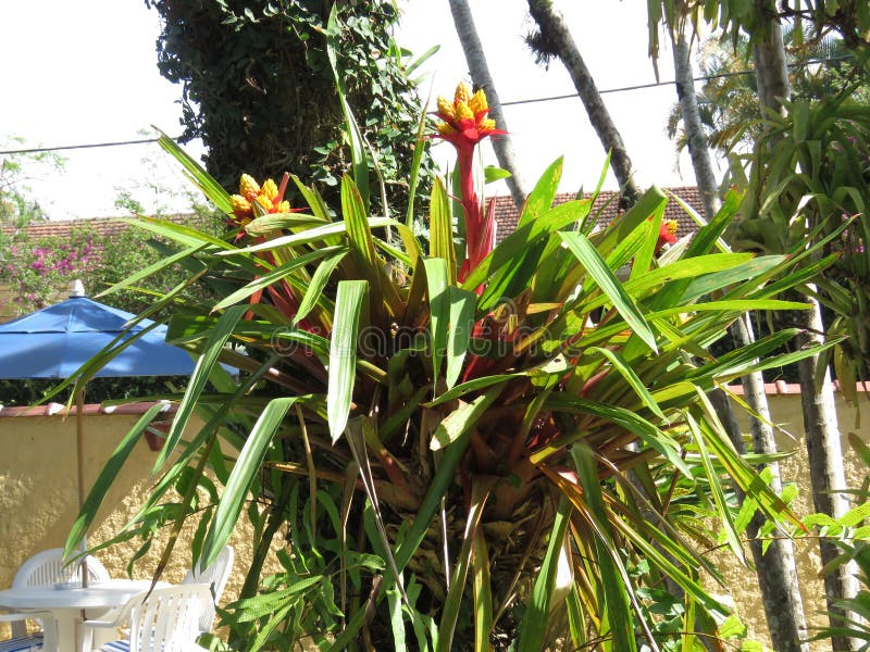 Bromelia Flowers Fixed on Tree Stock Photo - Image of bloom, garden ...