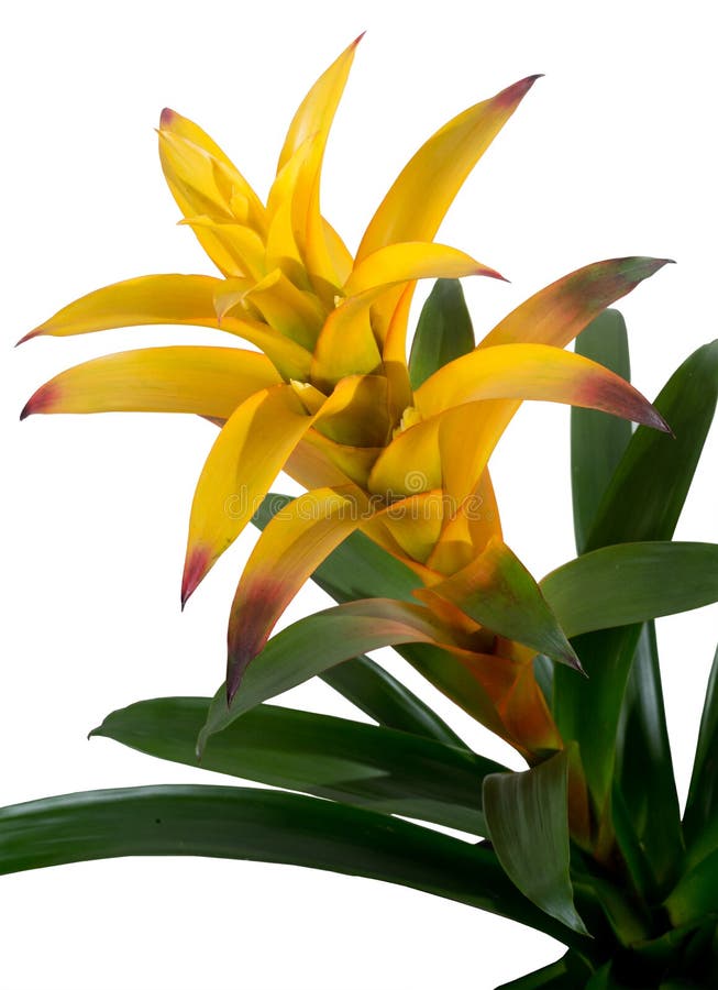 Bromelia Guzmania Yellow Detail Stock Image - Image of green, botany ...