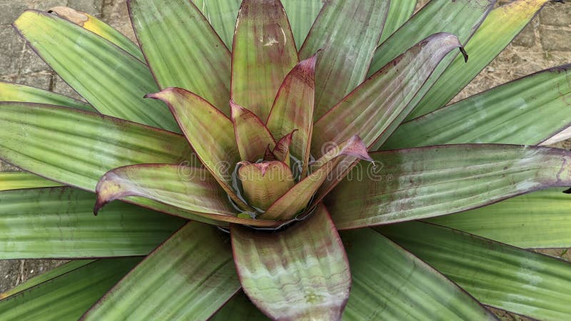 Bromelia plant in a pot stock photo. Image of grass - 266489450