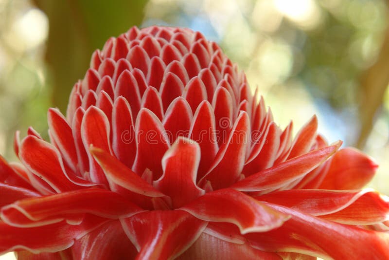 Bromelia stock photo. Image of macro, nature, flower - 100523372