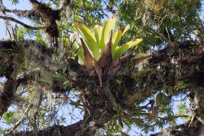 Bromelia stock image. Image of plant, production, bromelija - 5977413