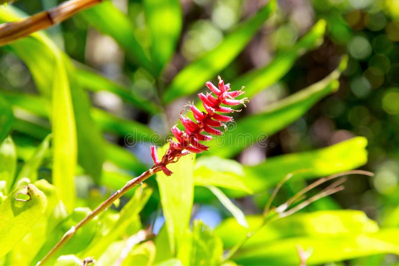 Bromelia Bromeliad (family: Bromeliaceae Subfamily: Bromelioideae ...