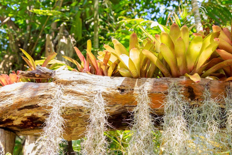 Bromelia Bromeliad (family: Bromeliaceae Subfamily: Bromelioideae ...