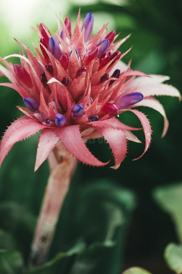 Bromeliad Aechmea fasciata stock photo. Image of nature - 88080102