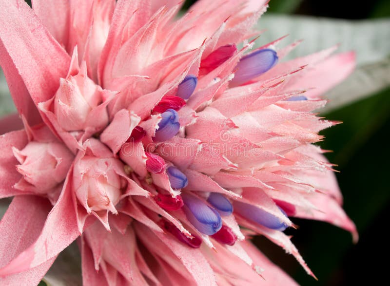 Aechmea Fasciata Bromeliad Bloom Stock Photo - Image of bromeliad ...