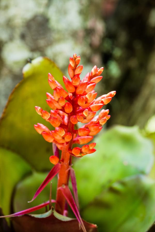 Bromeliad Aechmea Fulgens X Ramosa Hybrid, `Shining Light` Cultivar ...