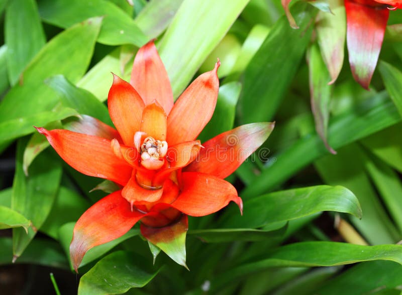 Bromeliad, Ananas Comosus, Pineapple Stock Photo - Image of flower ...