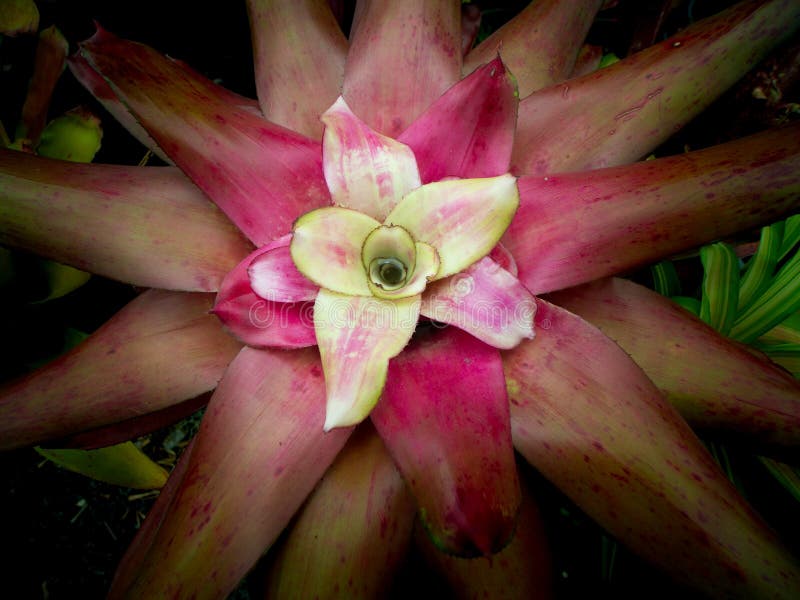 Bromeliad Blooming on the Pot Stock Photo - Image of island, garden ...