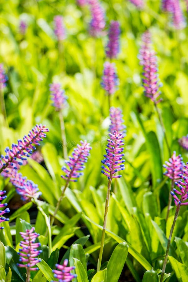 Bromeliad stock photo. Image of flora, beauty, bromeliad - 45757464