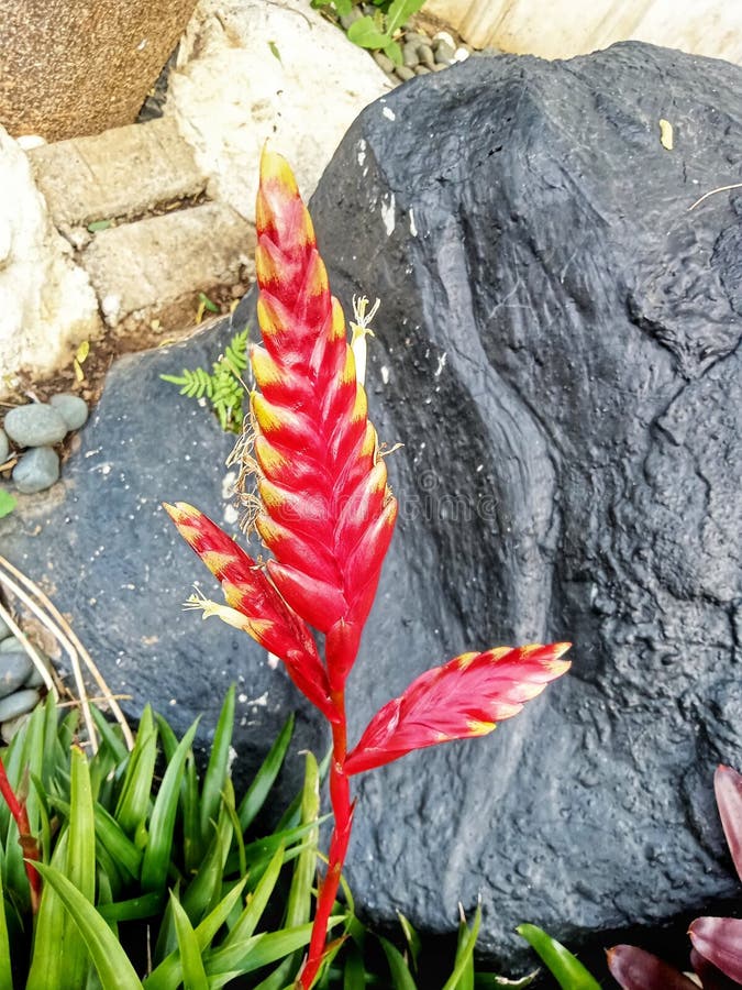 Bromeliad Flower it Has a Small Slender Red Type with a Long Tapered ...
