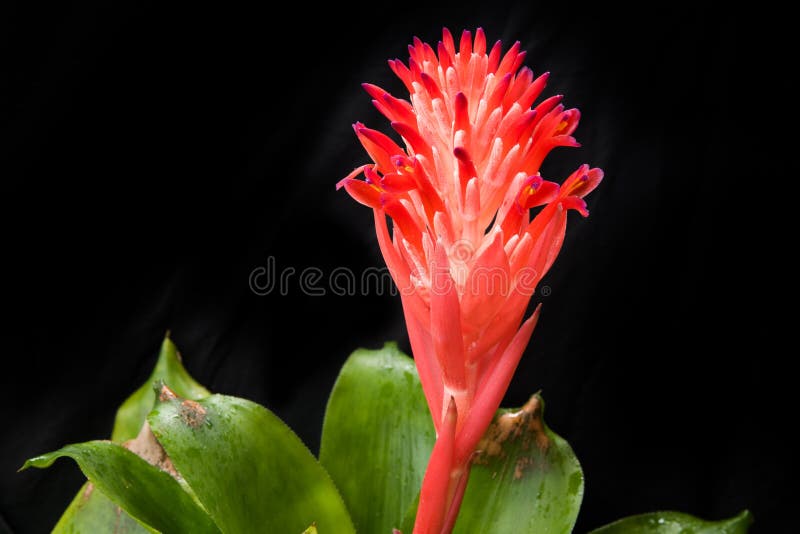 Bromeliad flower stock image. Image of plant, black, close - 55444491