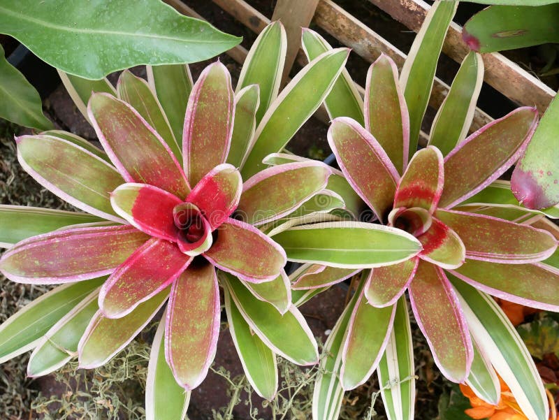 Colorful Bromeliad in the Garden Stock Photo - Image of foliage ...
