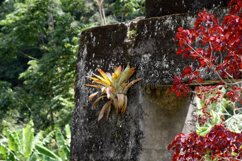 Bromeliad Growing on a Bridge Support Stock Photo - Image of outdoors ...