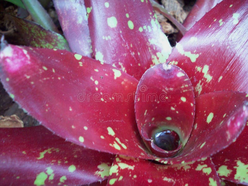 Bromeliad stock image. Image of background, adventure - 85514485