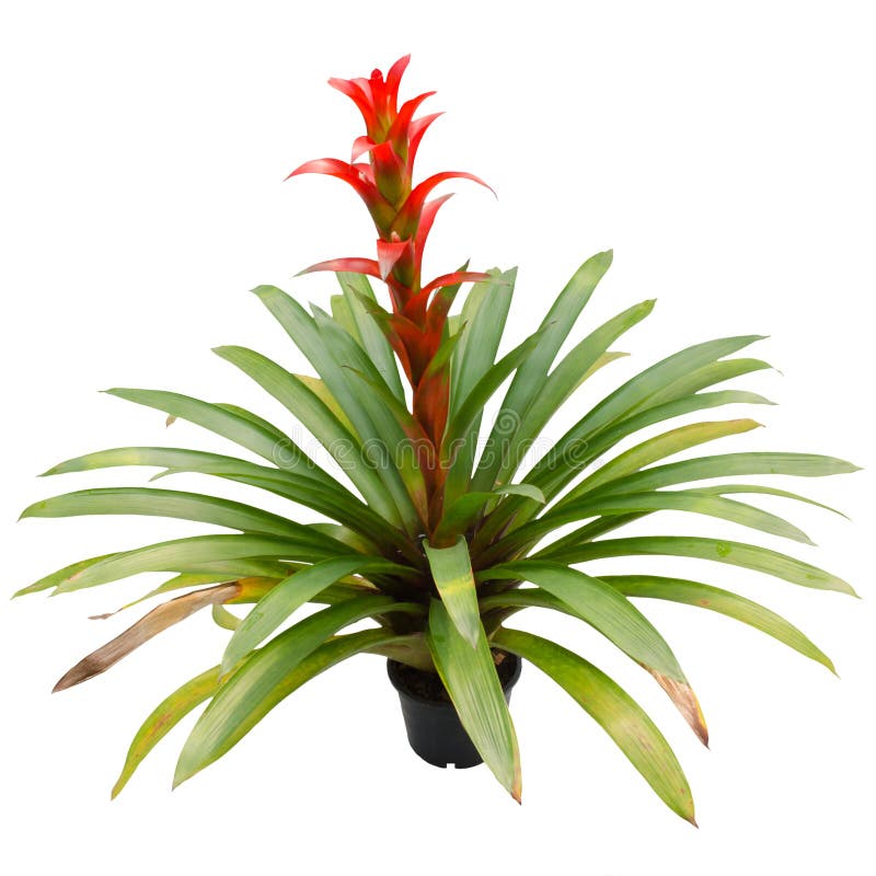 Potted Red Guzmania Bromeliad Isolated on White Stock Image - Image of ...